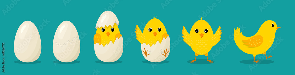 Baby Chick Hatching Cartoon