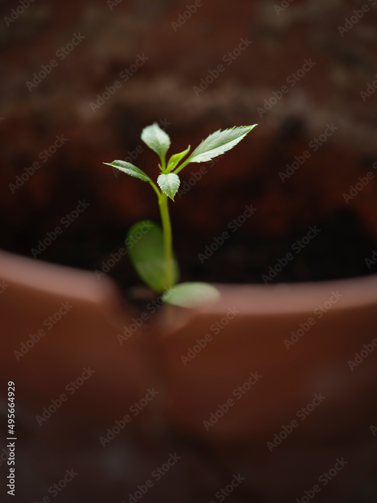 sprouted apple seed Stock Photo | Adobe Stock