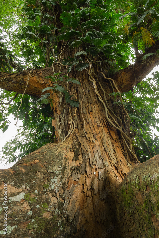 Massive tree at Peradeniya botanical gardens, Sri Lanka Stock Photo ...