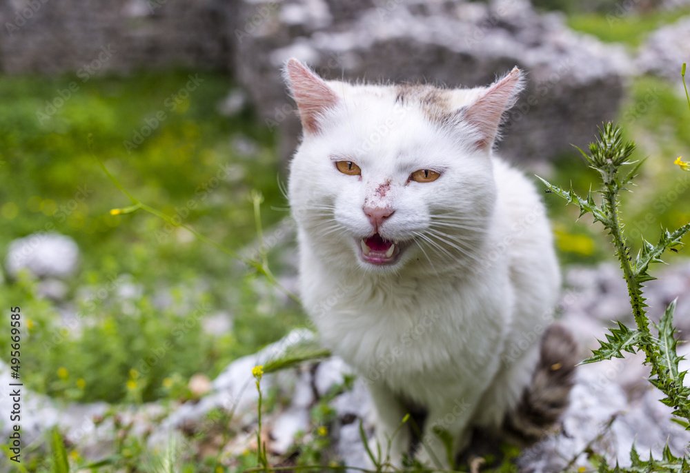 Cute white feral cat in the Kotor bay in Montenegro in summer Stock ... Cute white feral cat in the Kotor bay in Montenegro in summer Stock ...