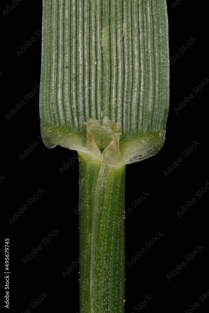 Plakat Perennial Rye Grass (Lolium perenne). Ligule and Leaf Sheath ...