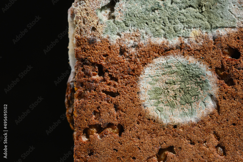 Fluffy spores mold on a bread. Moldy fungus on food. Selective focus ...