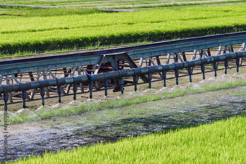 Irrigation system in function watering of rice field. Modern pipe and ...