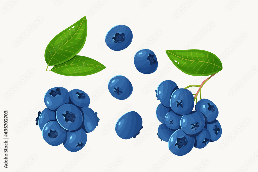 Vector set of blueberry with leaves isolated on a white background ...