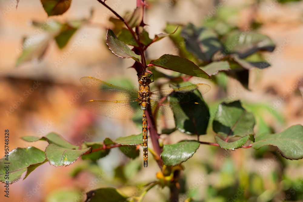 Libélula descansando en una rama. Conecpeto de Insectos, animales y ...