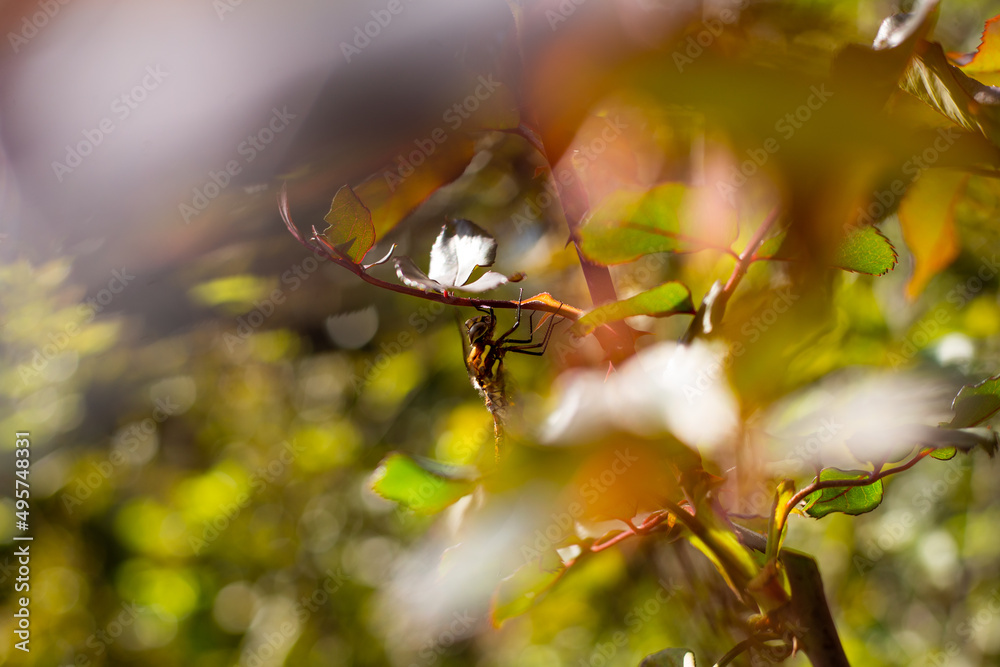 Libélula descansando en una rama. Conecpeto de Insectos, animales y ...
