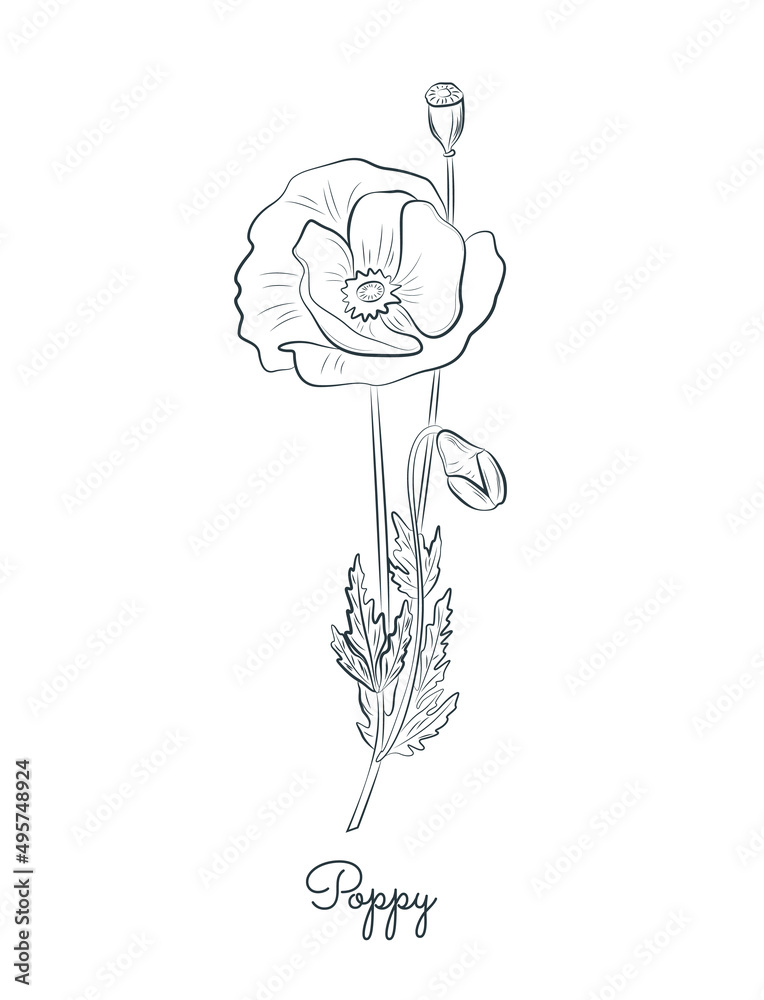 Poppies hand drawn ink illustration. Vector black and white floral ...