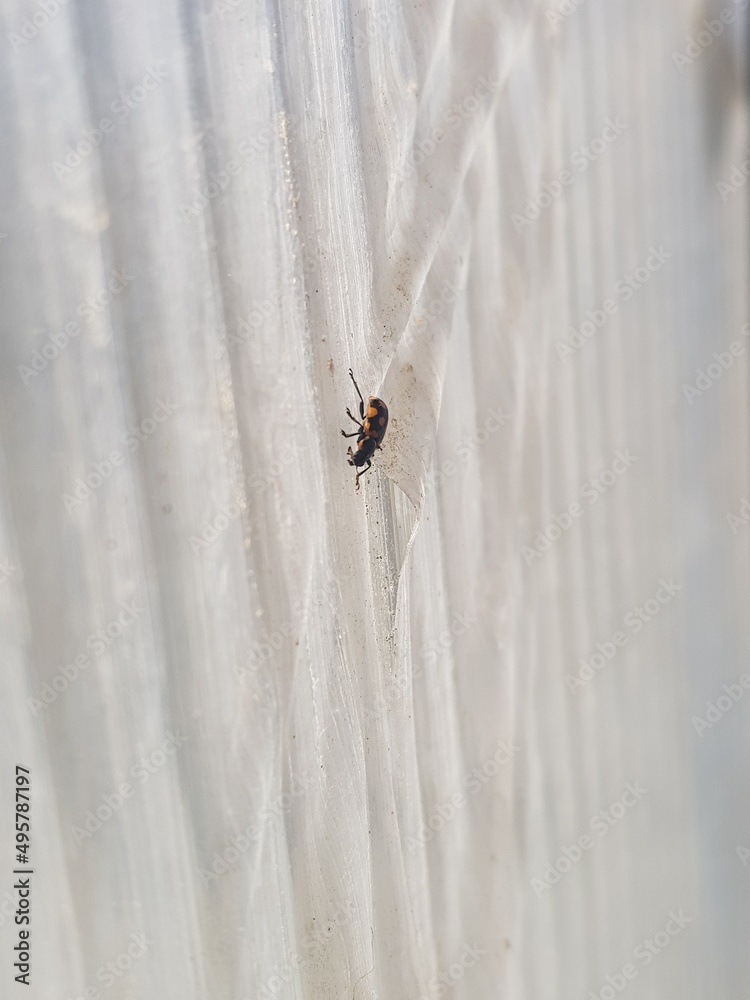 Animales, insecto, mariquita, catarina, conchuela, chinita ...