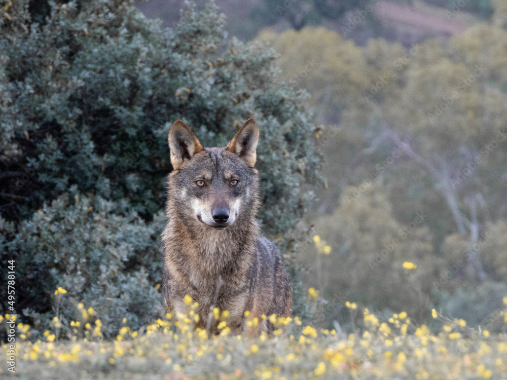 Selective of an Iberian wolf (Canis lupus signatus) in a forest Stock ...