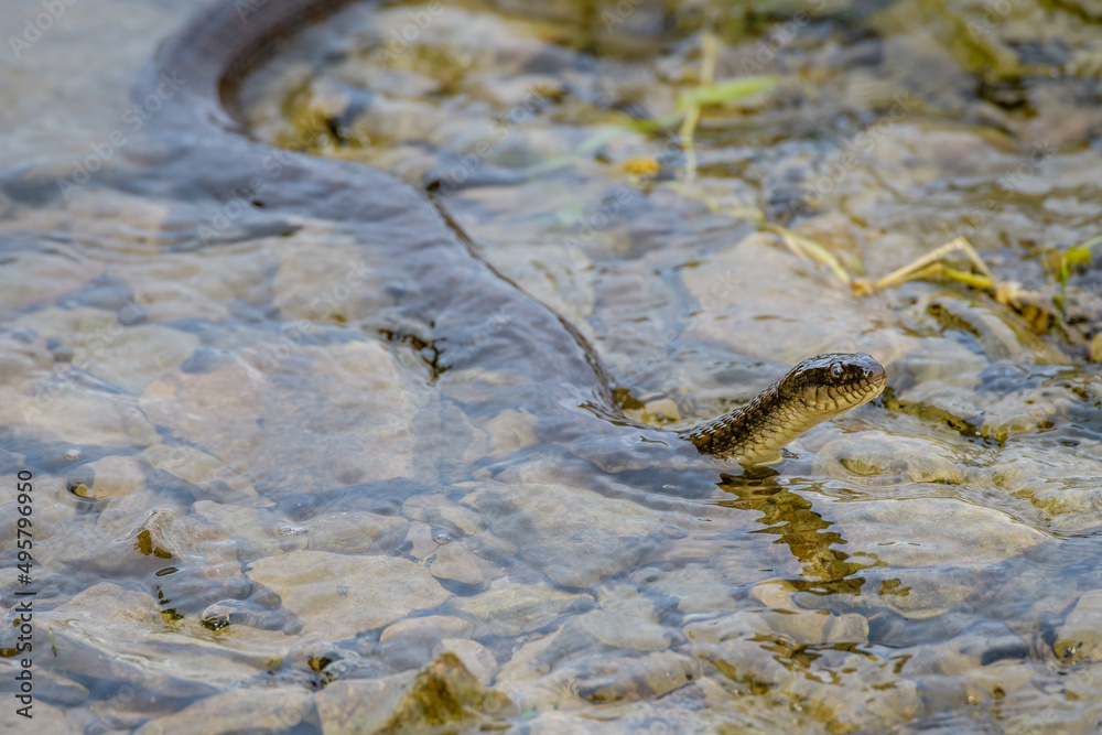 Northern Water Snake swimming in shallow water Stock Photo | Adobe Stock