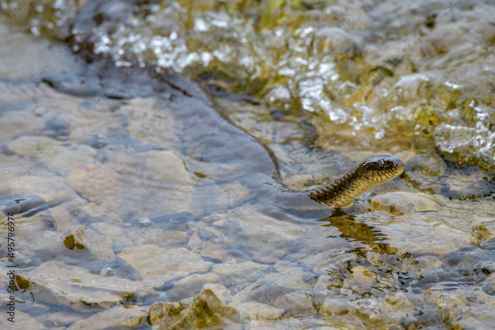 Northern Water Snake swimming in shallow water Stock Photo | Adobe Stock