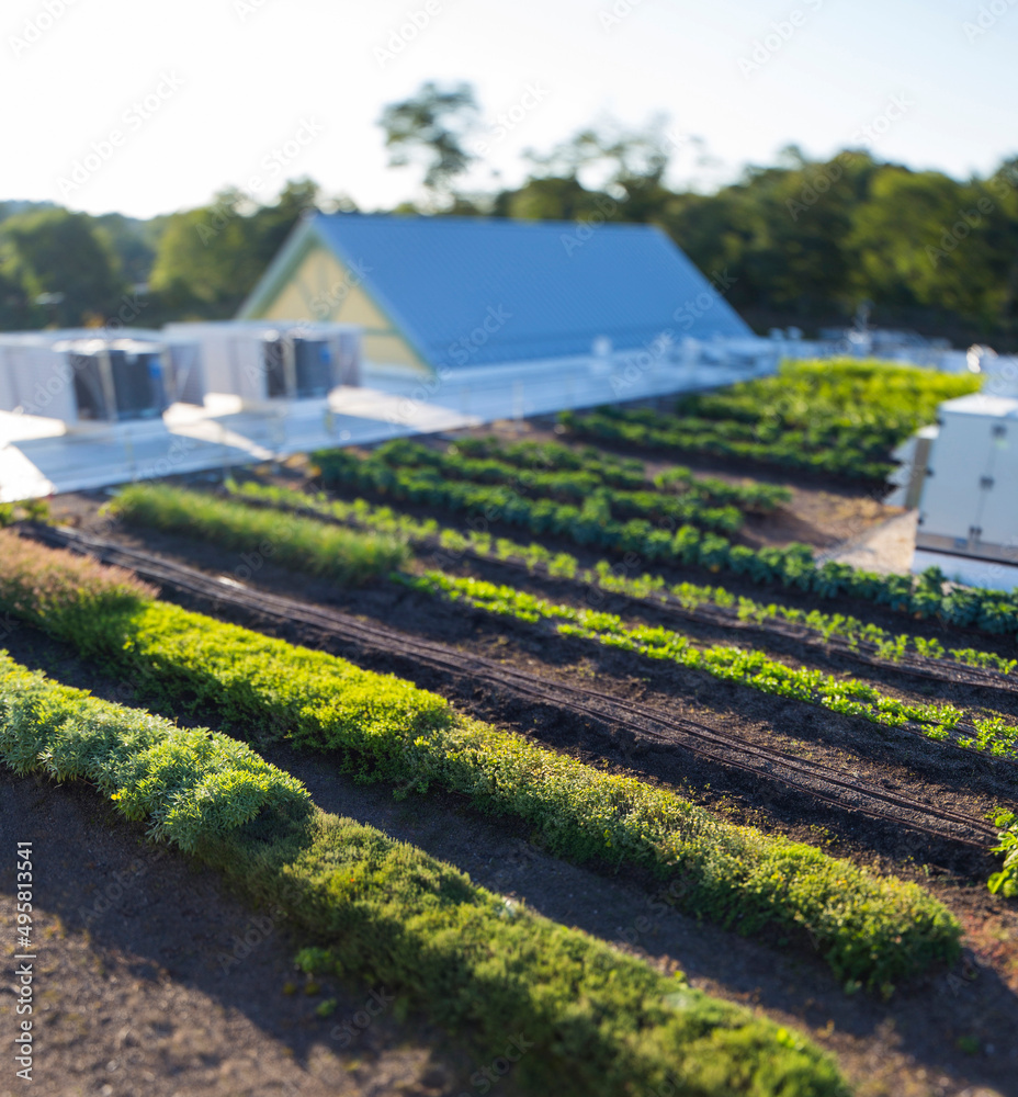 Vegetables growing on an organic farm, elevated view of the commercial ...