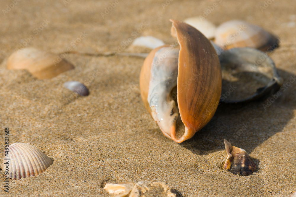 Foto de Strand Strandgut Steine Holz Muscheln Praia da Ponta da Areia ...