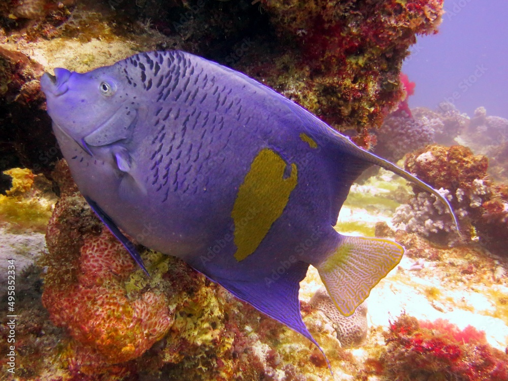 Arabian angel fish Stock Photo | Adobe Stock