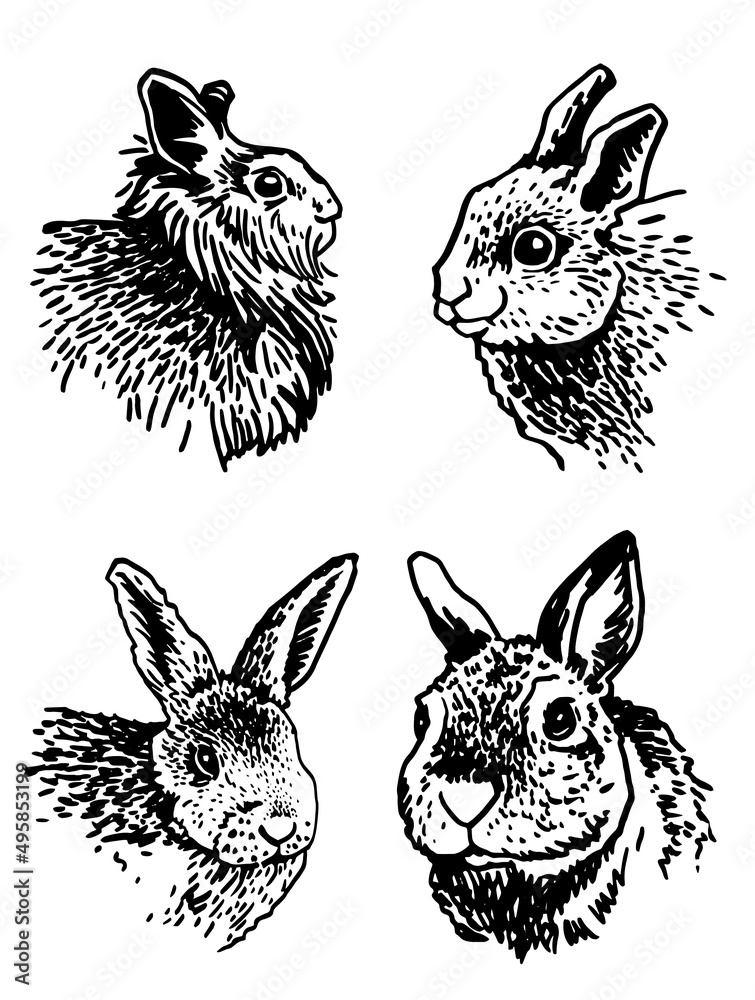 Graphical set of portraits of rabbits isolated on white background ...