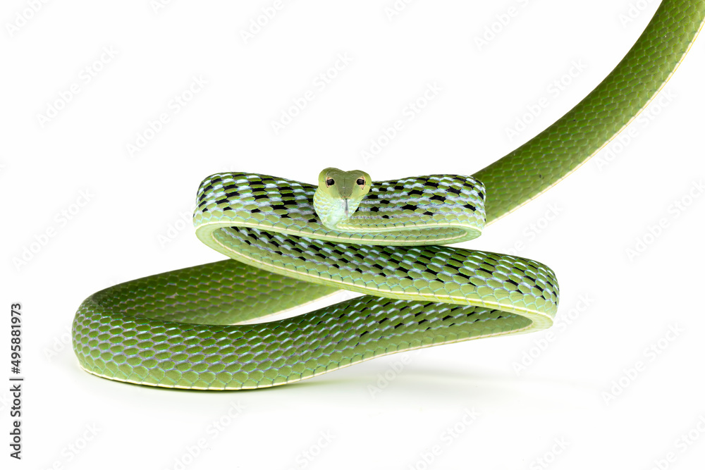 Asian Vine Snake (Ahaetulla prasina) is a species of snake native to ...