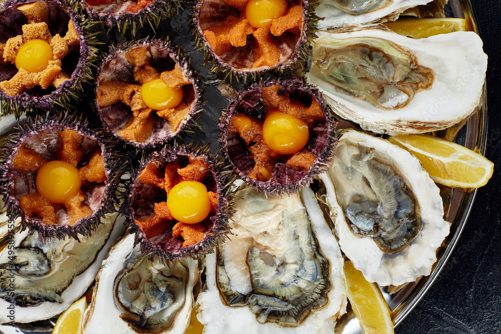 Sea Urchin Shellfish