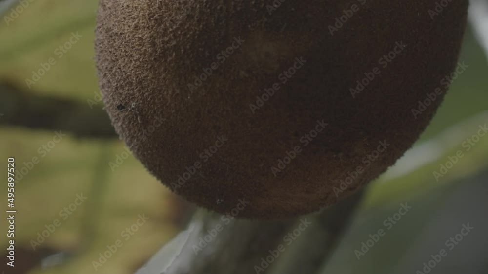 The fuzzy brown fruit of the cupuacu tree ripe on the tree in the ...