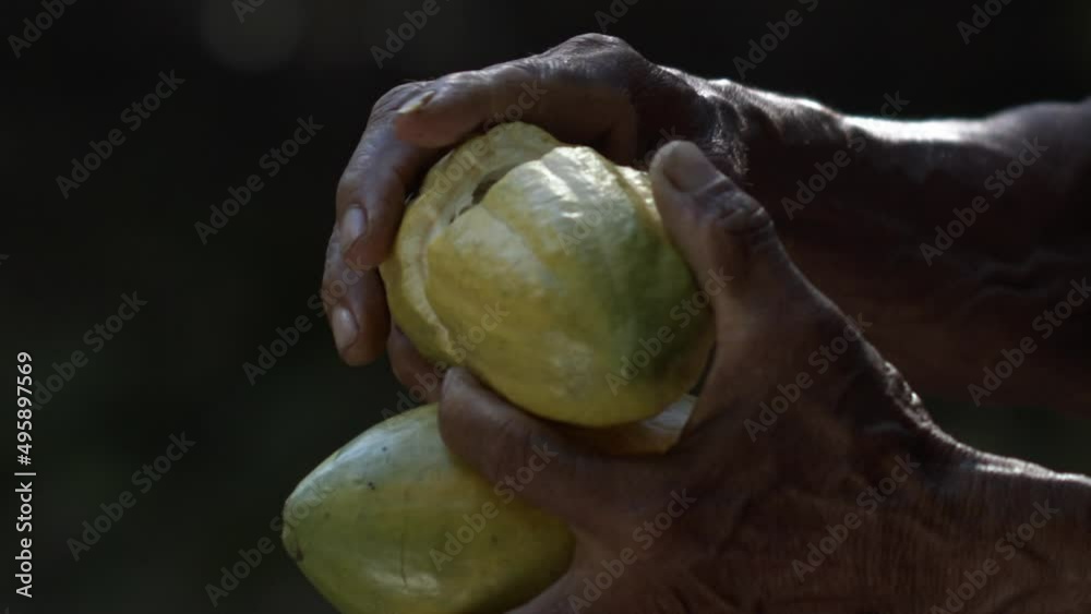 Crack open a cacao pod to inspect the fresh pulpy fruit inside where ...