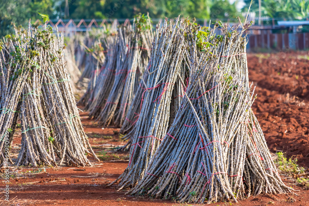 Bundle Of Stems Of Cassavagrow Cassava Preparing For Cassava Field Planting Bunches Of