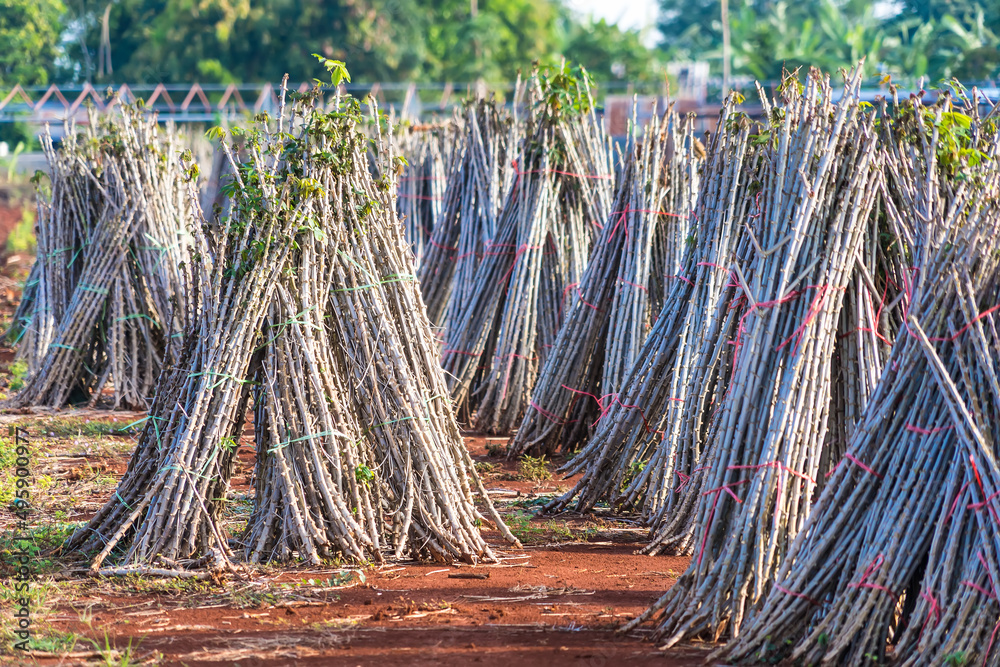 Bundle of stems of cassava.Grow cassava. preparing for Cassava field ...