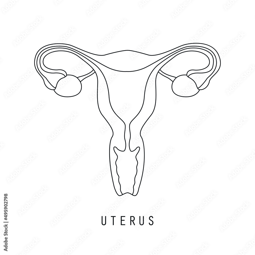 female reproductive system women uterus ovary icon Stock Vector | Adobe ...