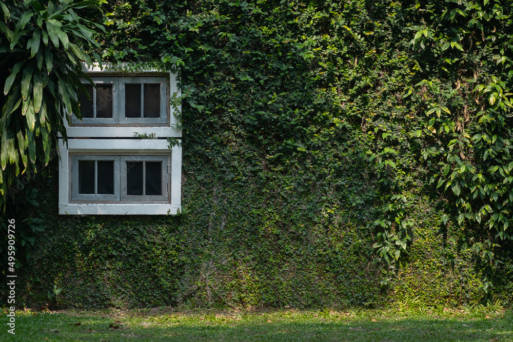 White windows and wall buildings are covered with green natural plants ...