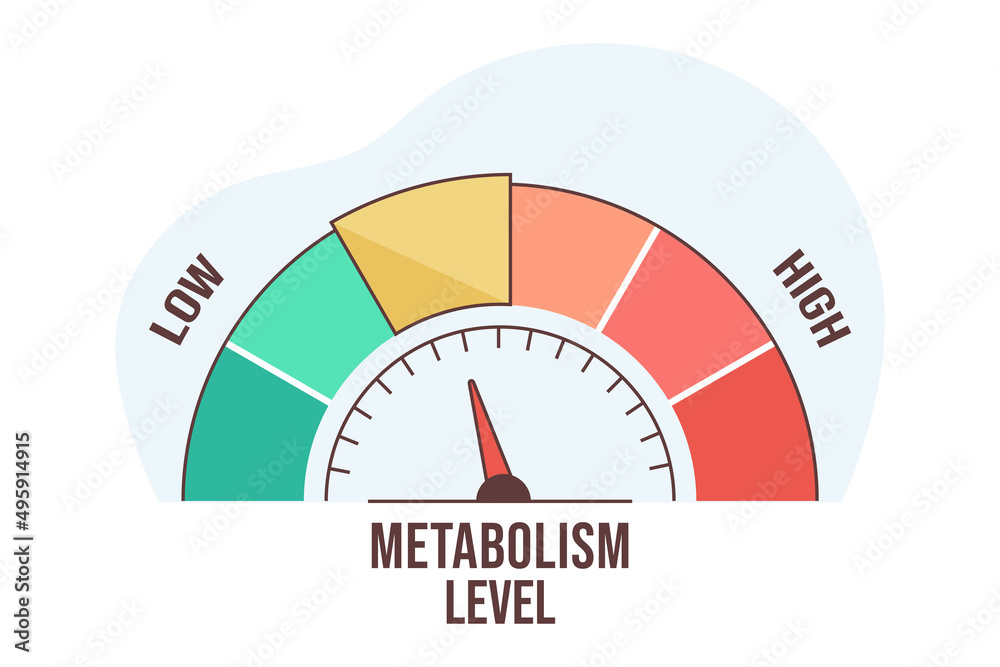 Flat vector illustration of metabolism level scale with arrow and ...