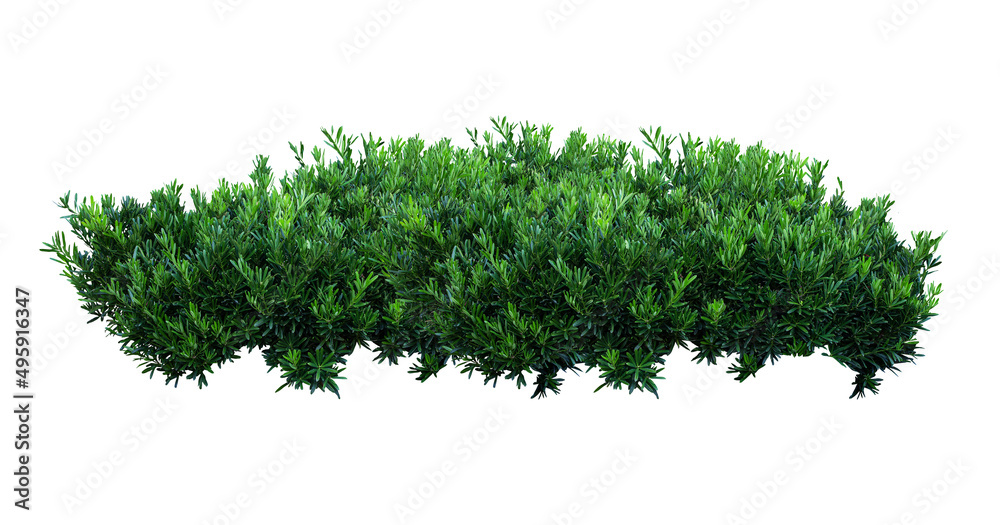 Tropical plant bush shrub tree isolated on white background with ...