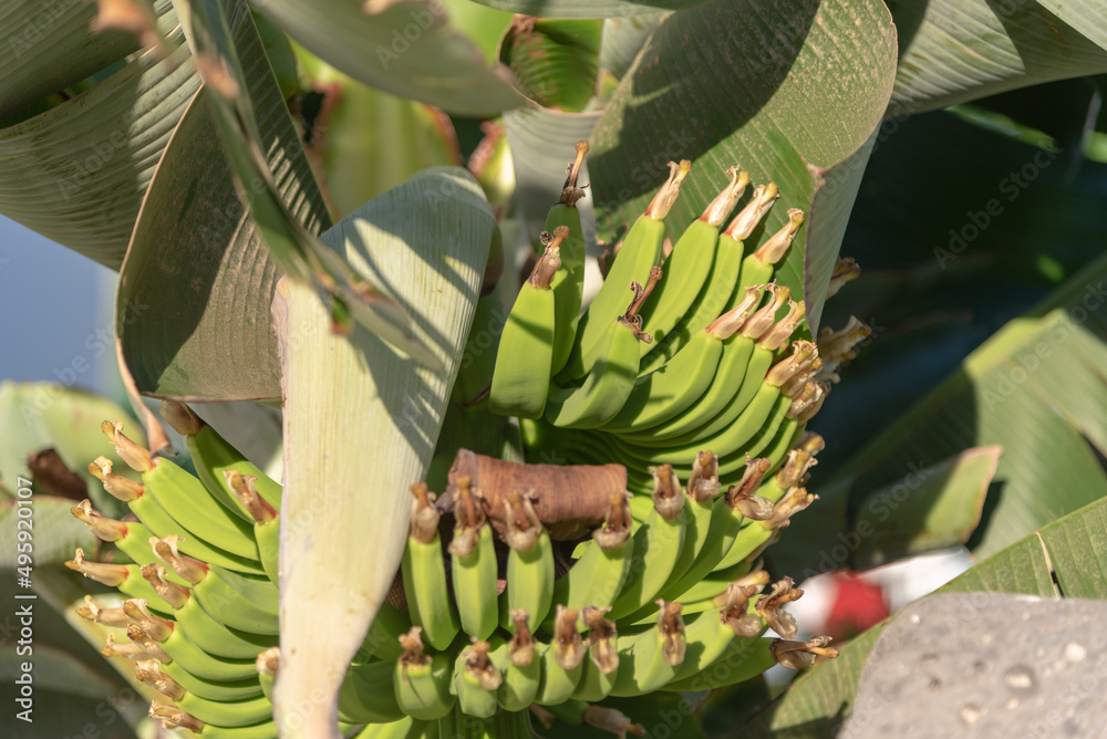 Foto de Plano detalle de un platanero lleno de plátanos verdes ...