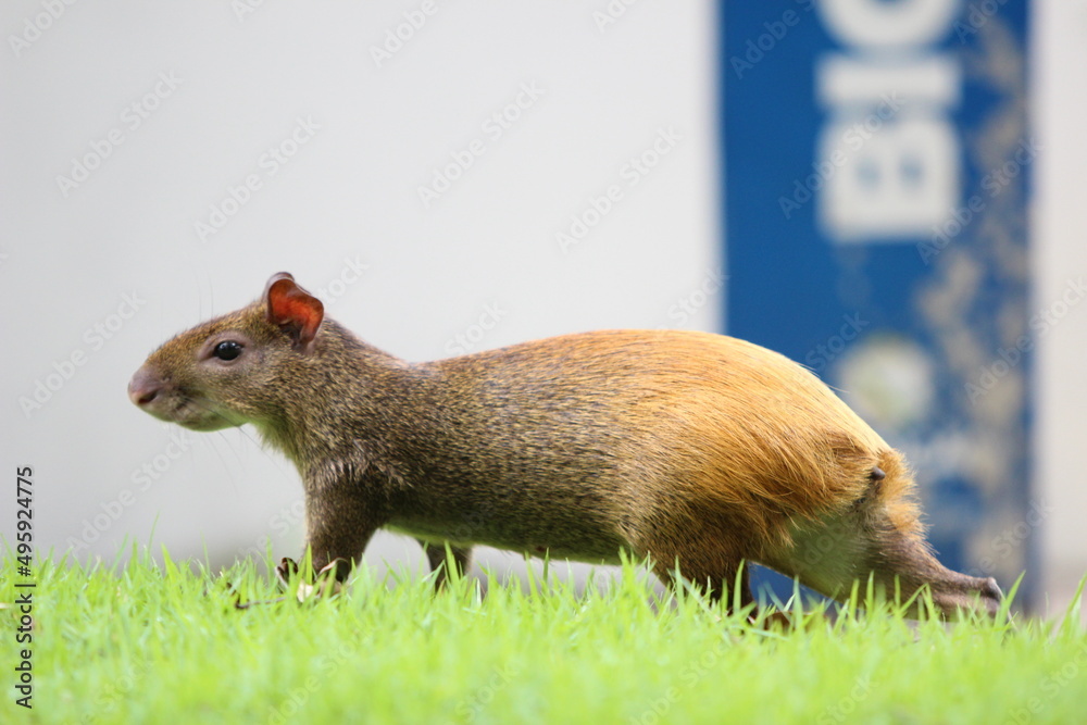 Roedor conhecido como cutia no suldeste do estado do Pará, andando ...