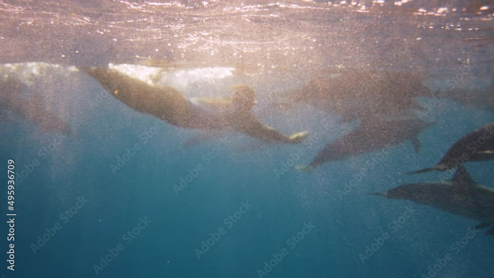 Beautiful young woman swimming underwater with dolphins in pristine ...