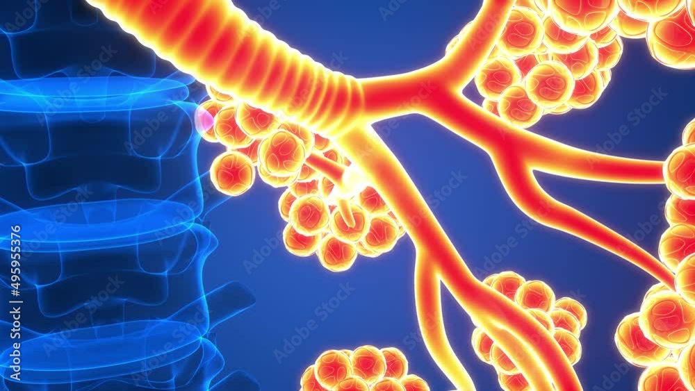 Human Respiratory System Lungs with Alveoli Anatomy Animation Concept ...