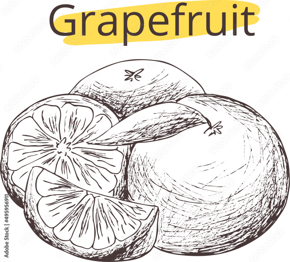 Vintage vector drawing image. Grapefruit. Graphic line silhouette ...
