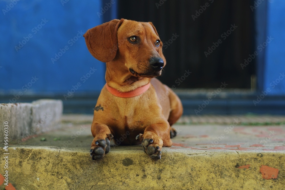 Perro salchicha sentado en la vereda Stock Photo | Adobe Stock