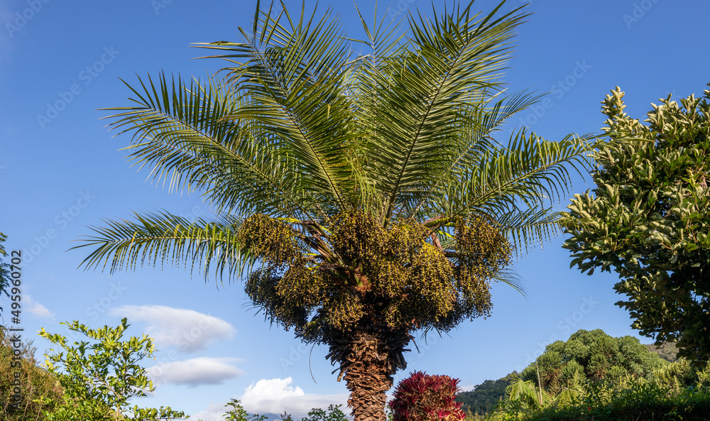 Phoenix roebelenii palm tree, known as dwarf date palm, full of almost ...