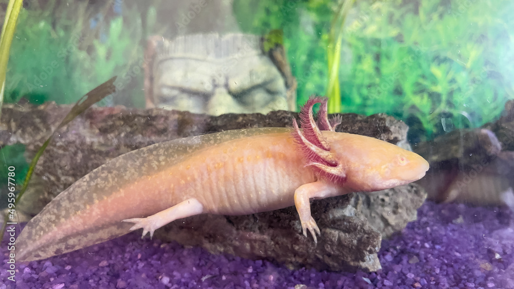 Underwater Axolotl portrait in an aquarium. Ambystoma mexicanum ...
