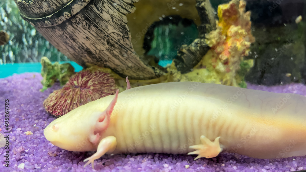 Underwater Axolotl portrait in an aquarium. Ambystoma mexicanum ...