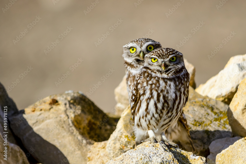Athene noctua - The little owl or little owl is a strigiform bird of ...