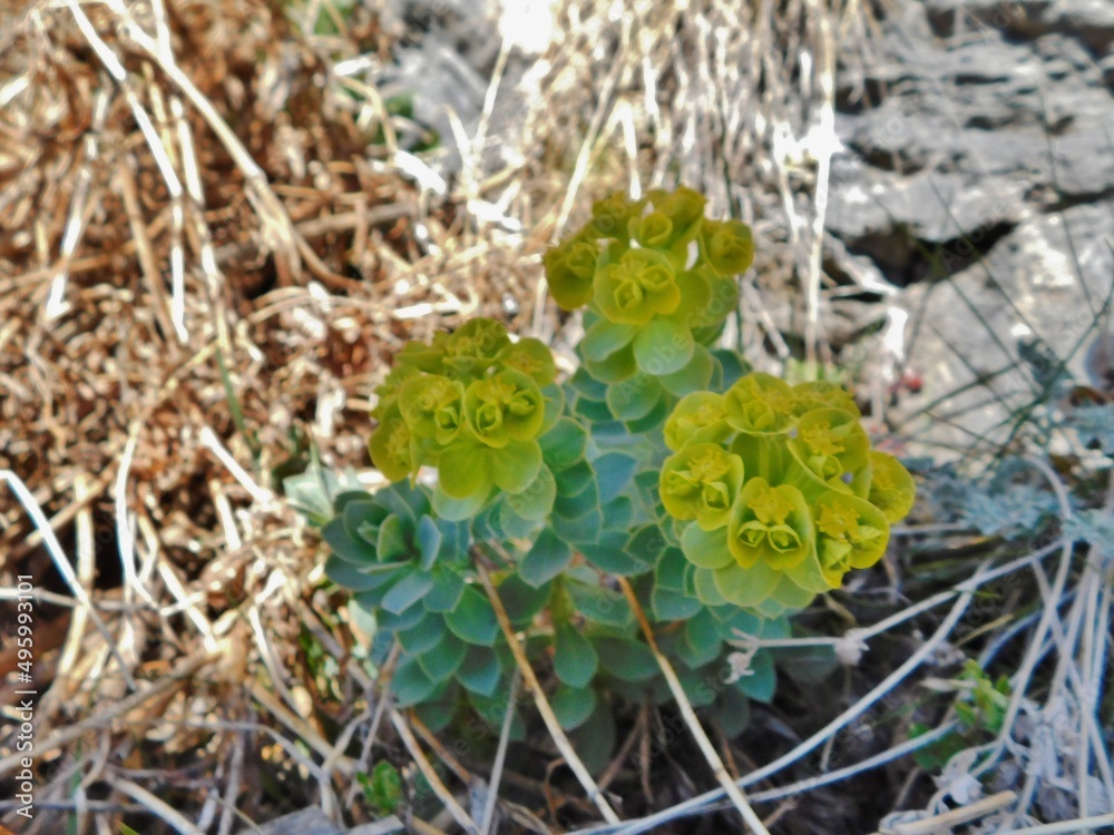 Euphorbia myrsinites, the myrtle spurge blue spurge or broad-leaved ...