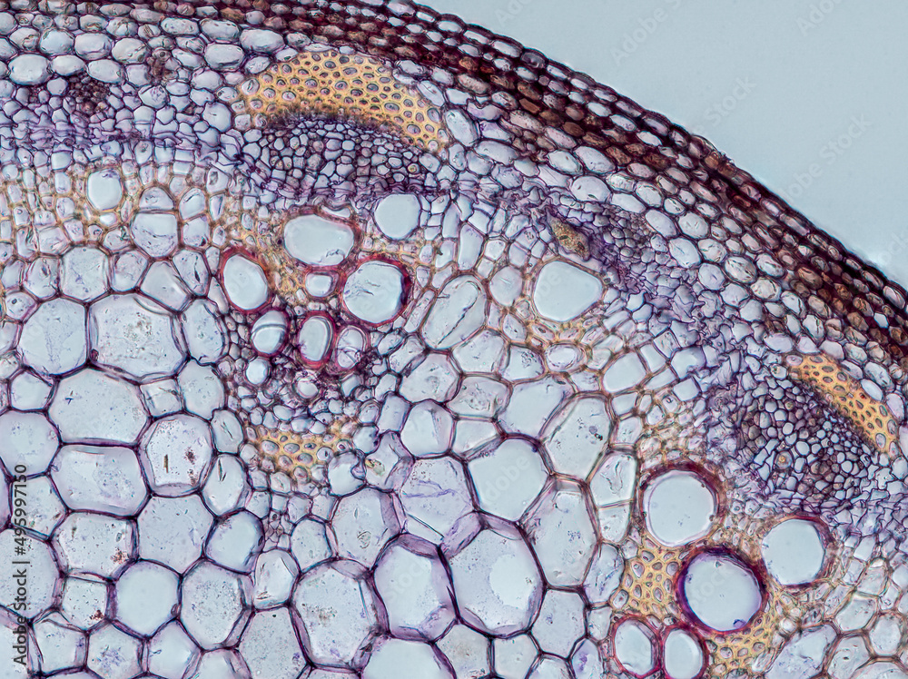 plant stem (dahlia stem) cross section under the microscope showing ... plant stem (dahlia stem) cross section under the microscope showing ...
