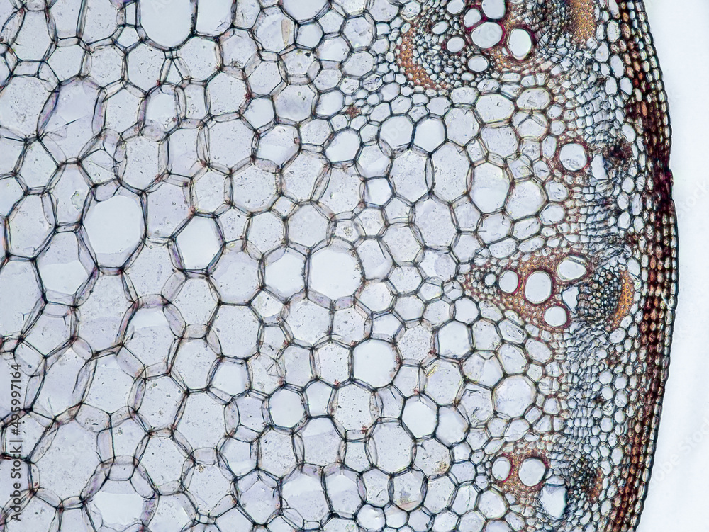 Plakat w ramie plant stem (dahlia stem) cross section under the ...