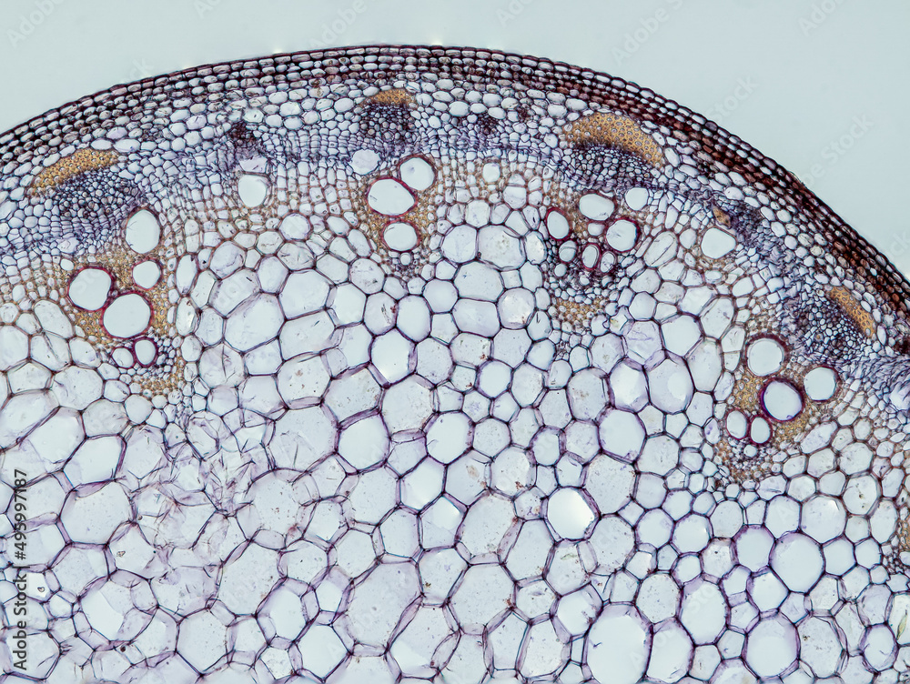 plant stem (dahlia stem) cross section under the microscope showing epidermis, bascular bundles ...