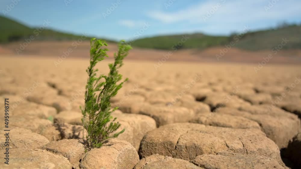Surviving green plant on sandy dry soil during drought climate ...