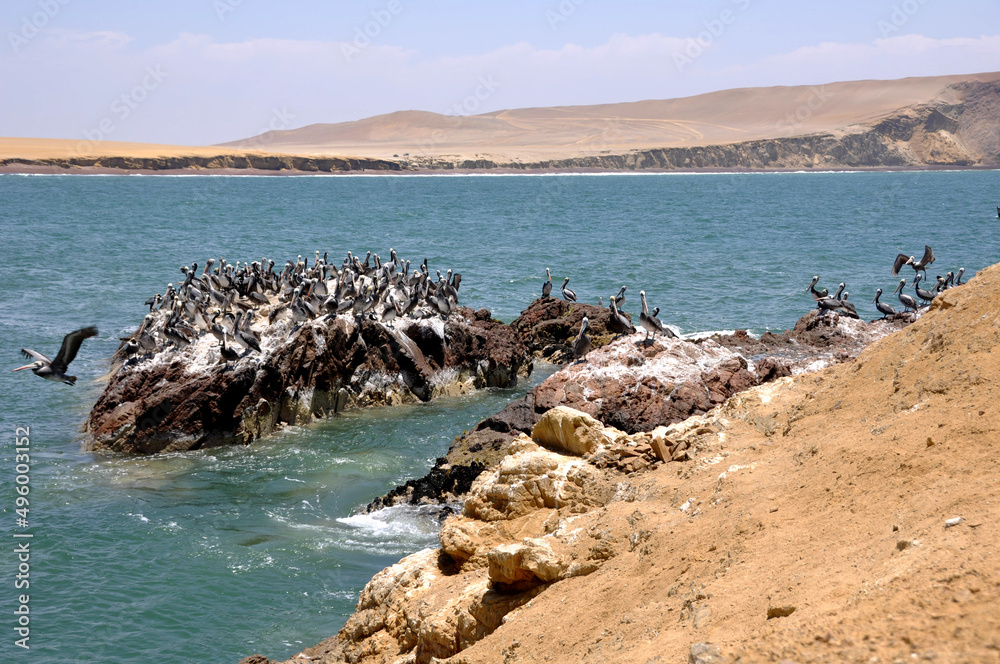 Paracas, Perú. Aves, parte de la vida silvestre del desierto de Paracas ...