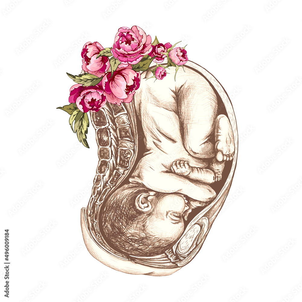 540_anatomical drawing of a baby in the womb_peonies, liner baby in the ...