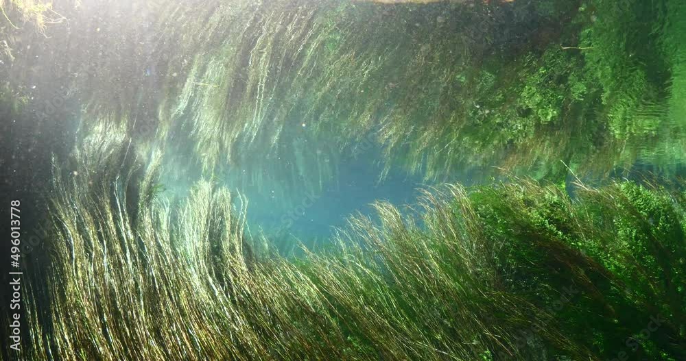 underwater freshwater lake river spring scenery with grasses and algae ...