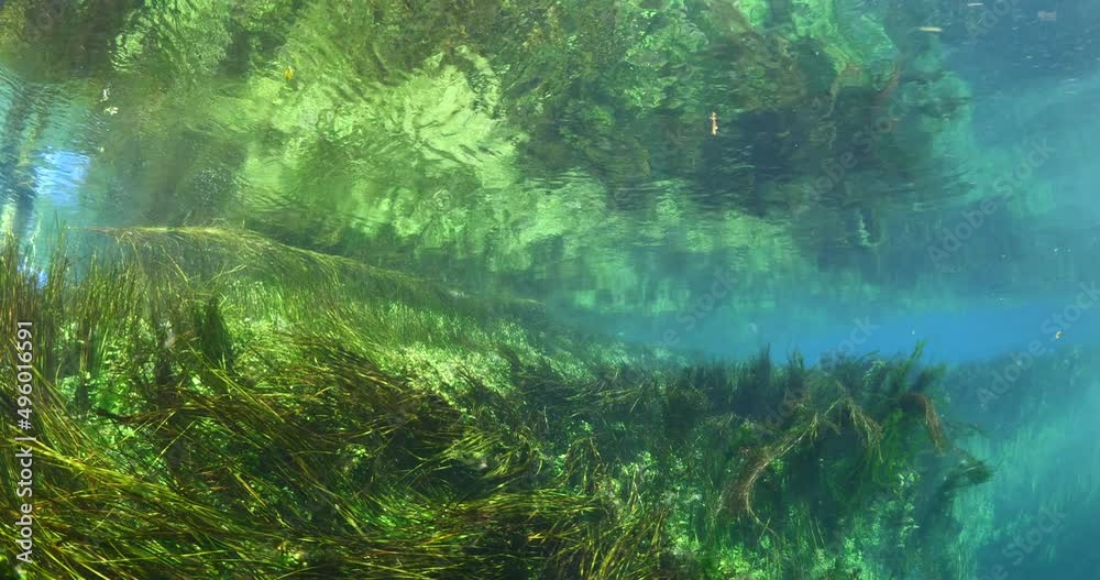 underwater freshwater lake river spring scenery with grasses and algae ...