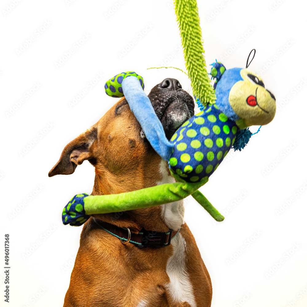 Boxer dog on isolated white background Stock Photo | Adobe Stock
