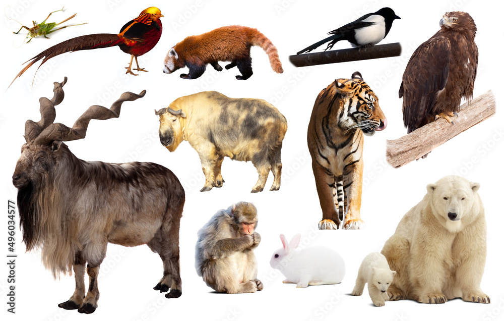 collection of different birds, mammals and reptiles from asia isolated ...